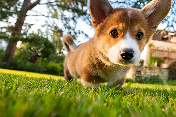 How to Puppy Proof Your New Home | Zippy Shell